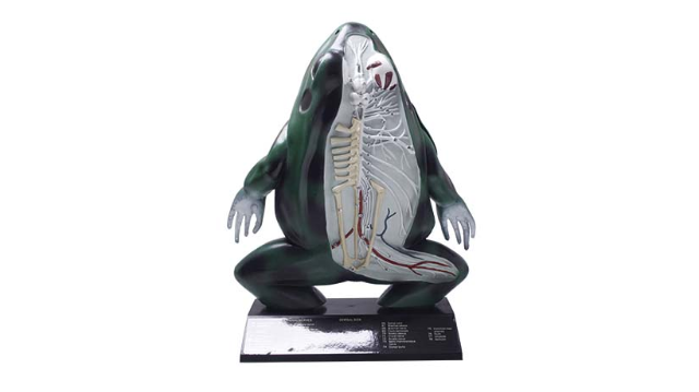 Anatomia Do Sapo